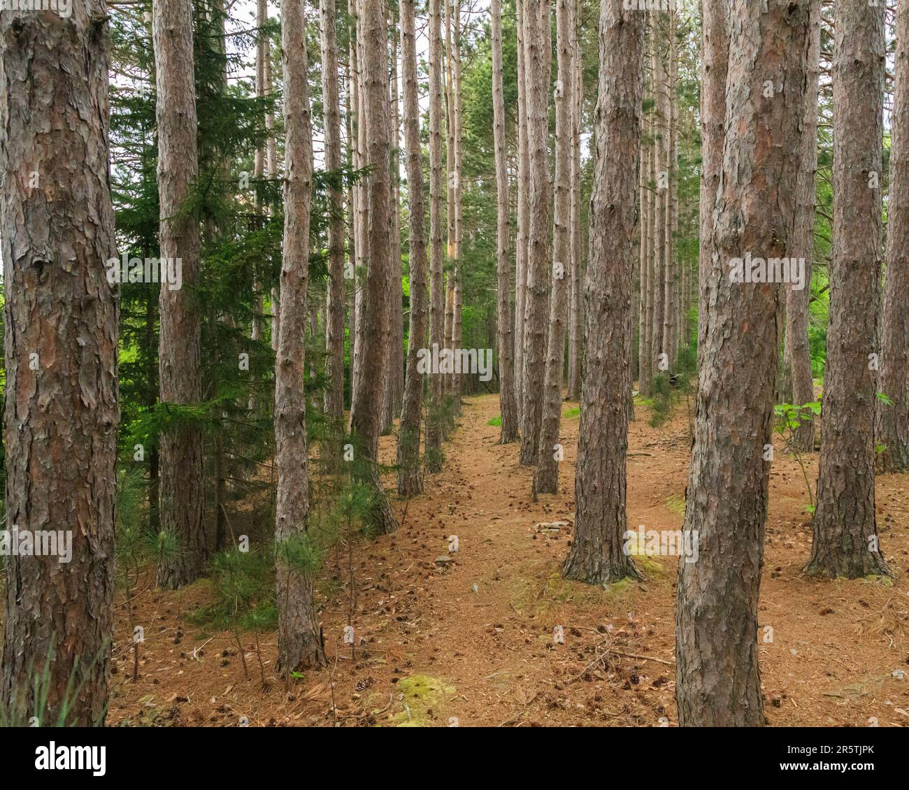 Trail through rows of pine trees on pine plantation atop Breathed ...
