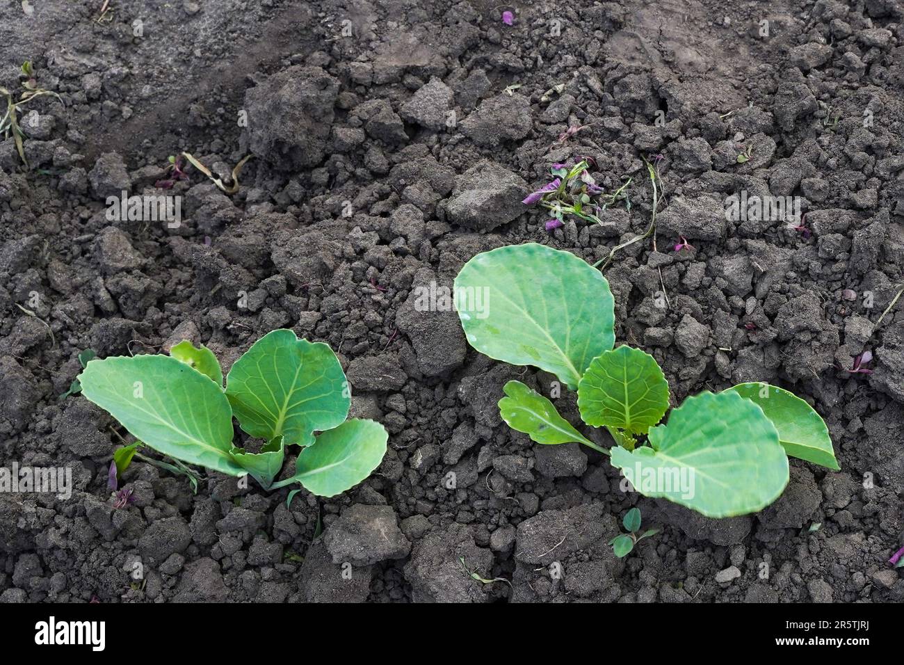Young shoots of cabbage, view from above. Organic vegetables Stock ...