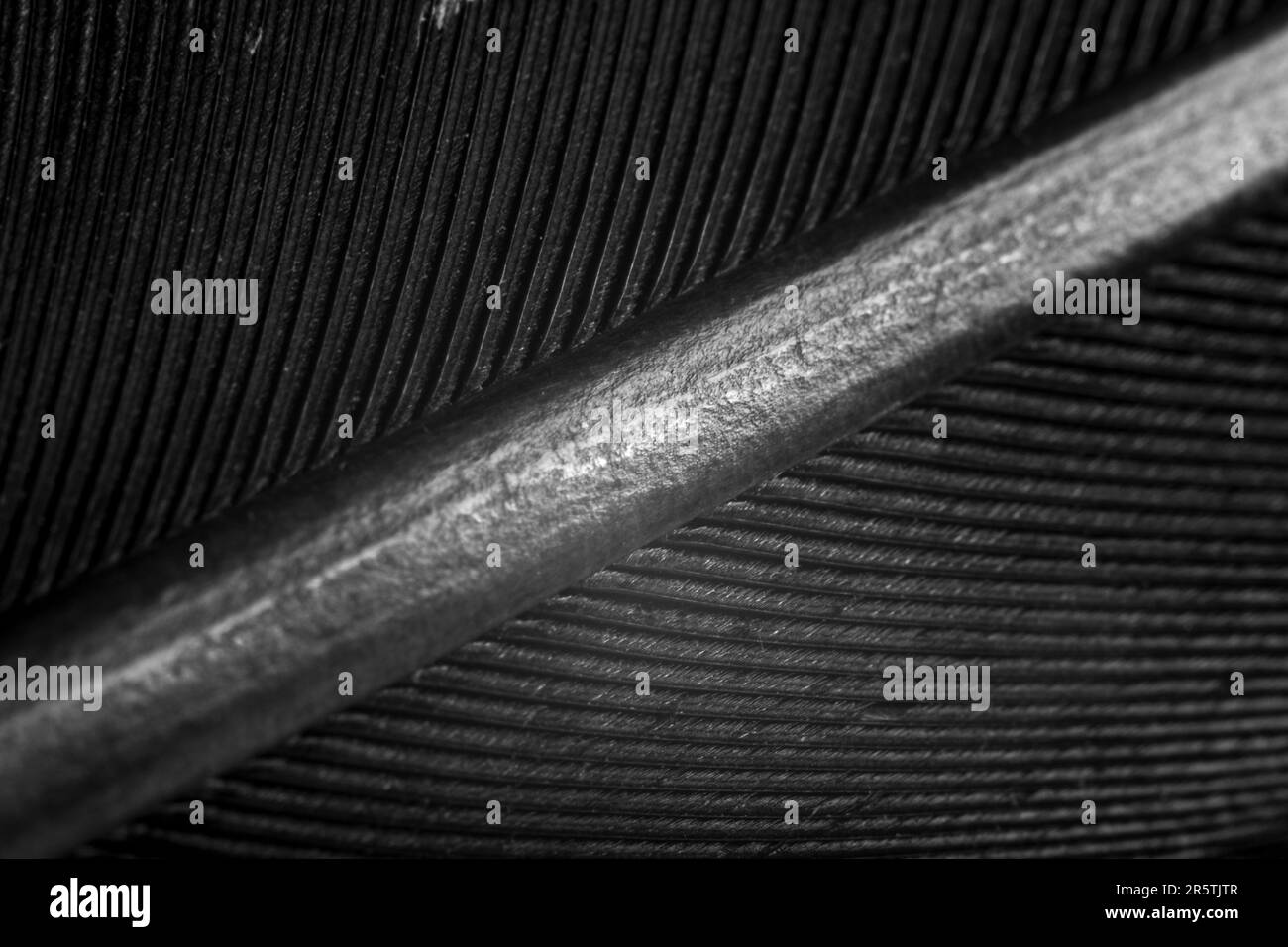 Thin texture Black and White Stock Photos & Images - Alamy