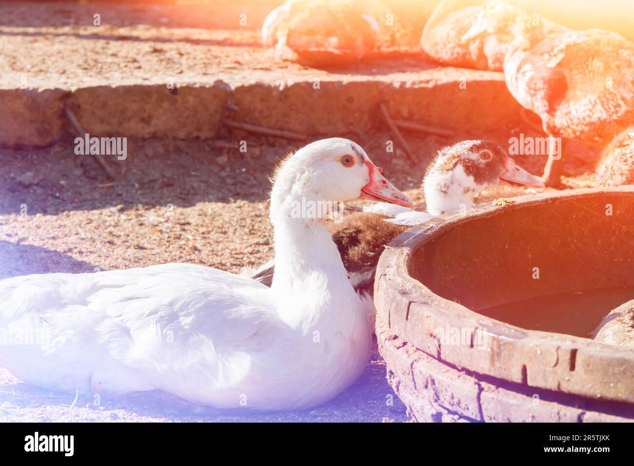 White geese. Poultry farm. Beautiful white geese in rays of bright sun ...