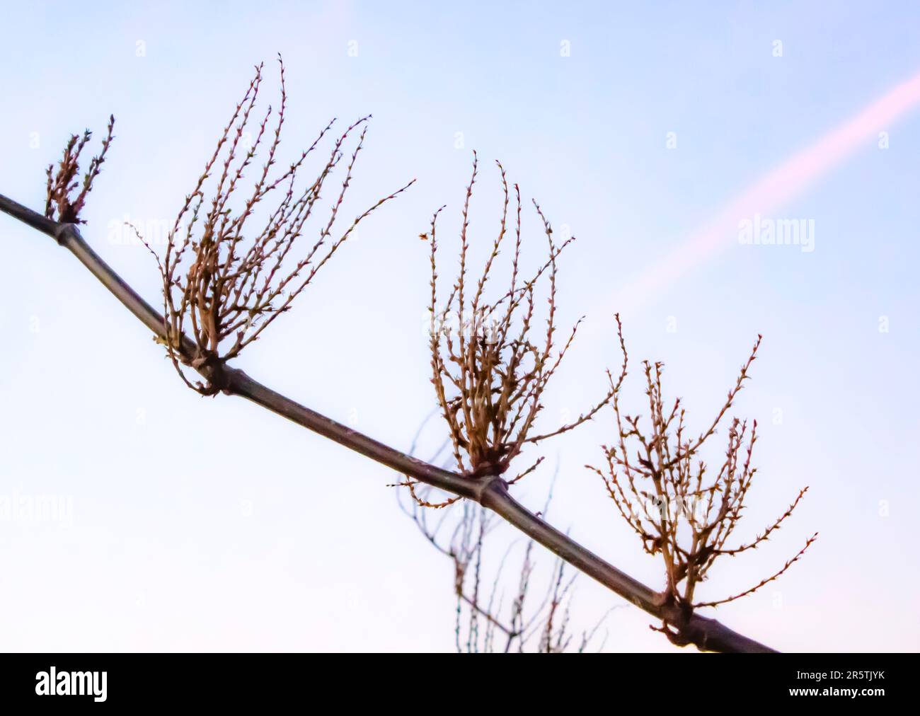 Fallen branches, Dry branches Stock Photo - Alamy