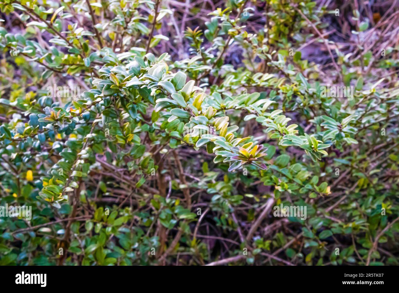 Green bush branch hi-res stock photography and images - Alamy