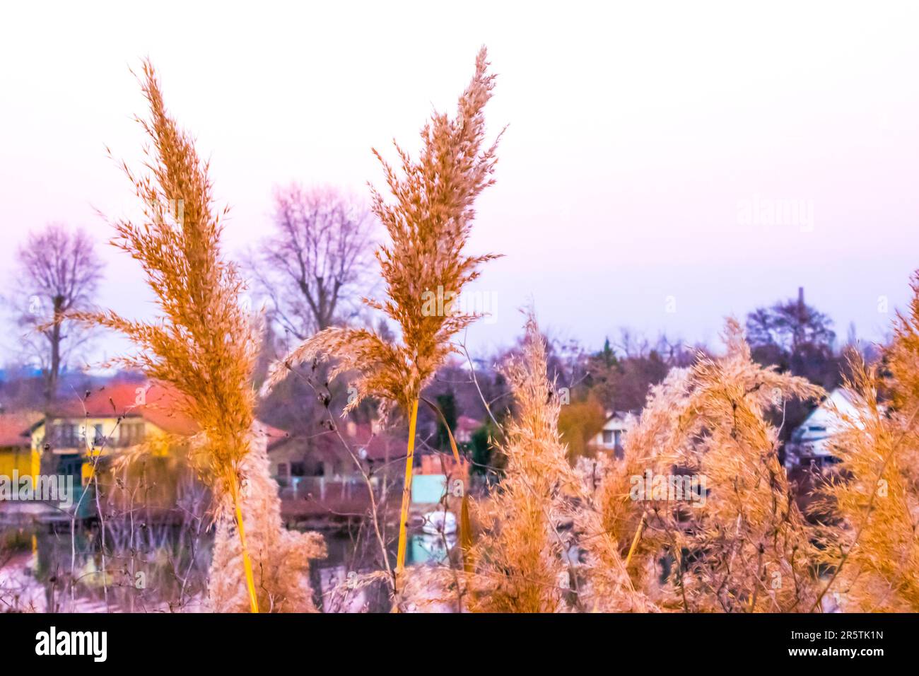 Wind blow reed hi-res stock photography and images - Alamy