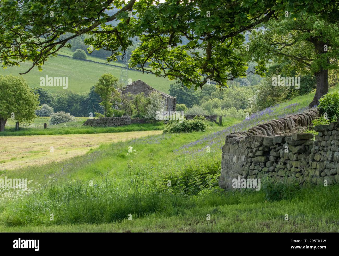 Mowed field with wild borders hi-res stock photography and images - Alamy