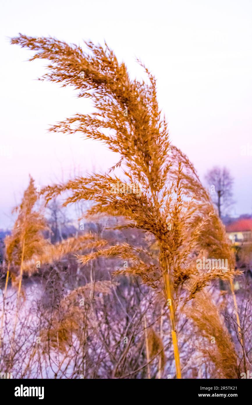 Reed ,Wind -blow reed ,Phragmites australis Stock Photo - Alamy