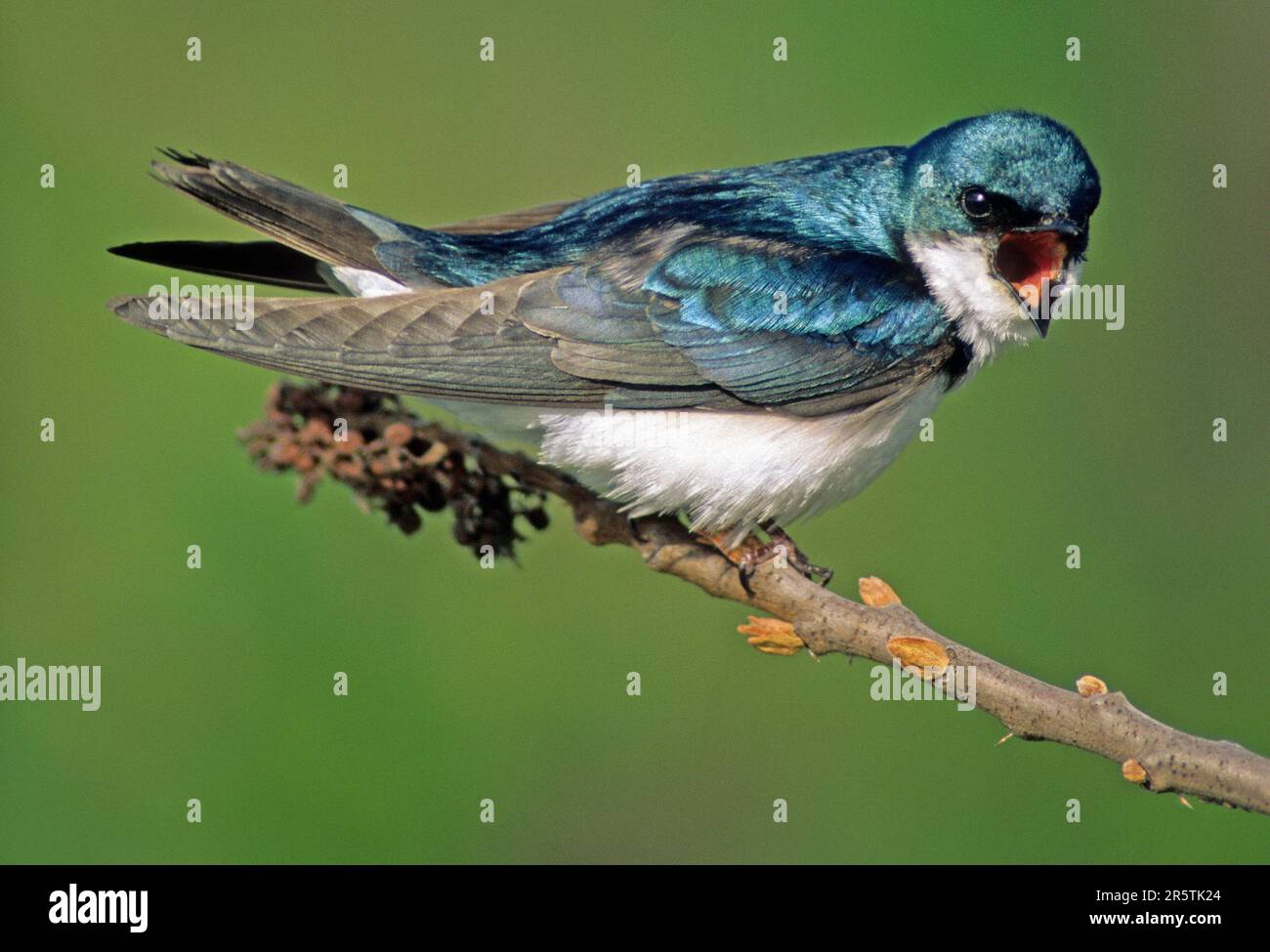 Swallows in spring tree hi-res stock photography and images - Alamy