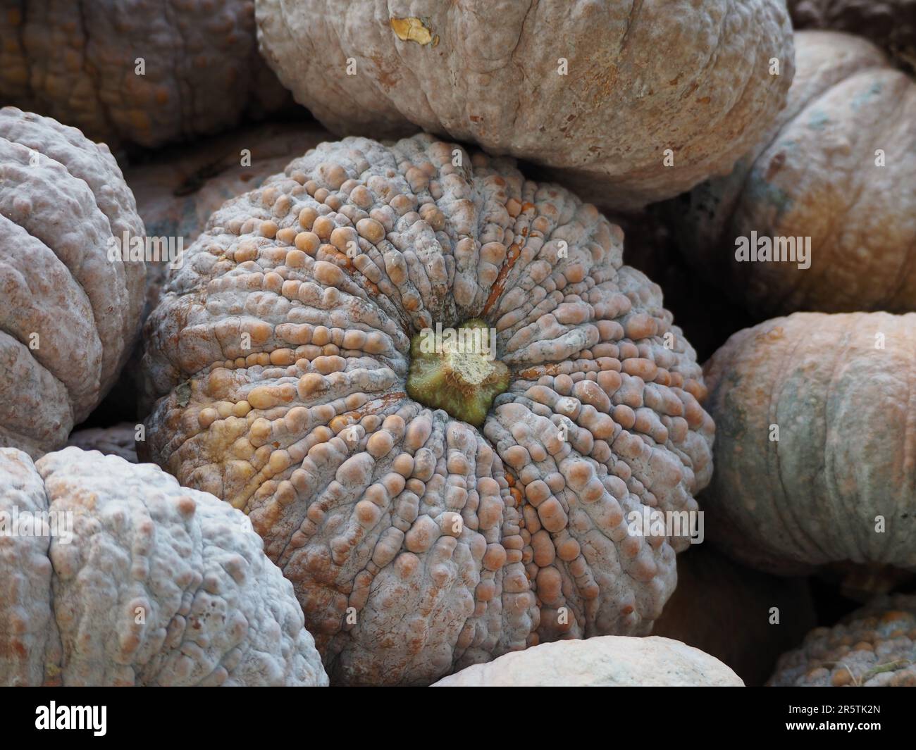 An array of vibrant pumpkins in various sizes and colors sit side by ...