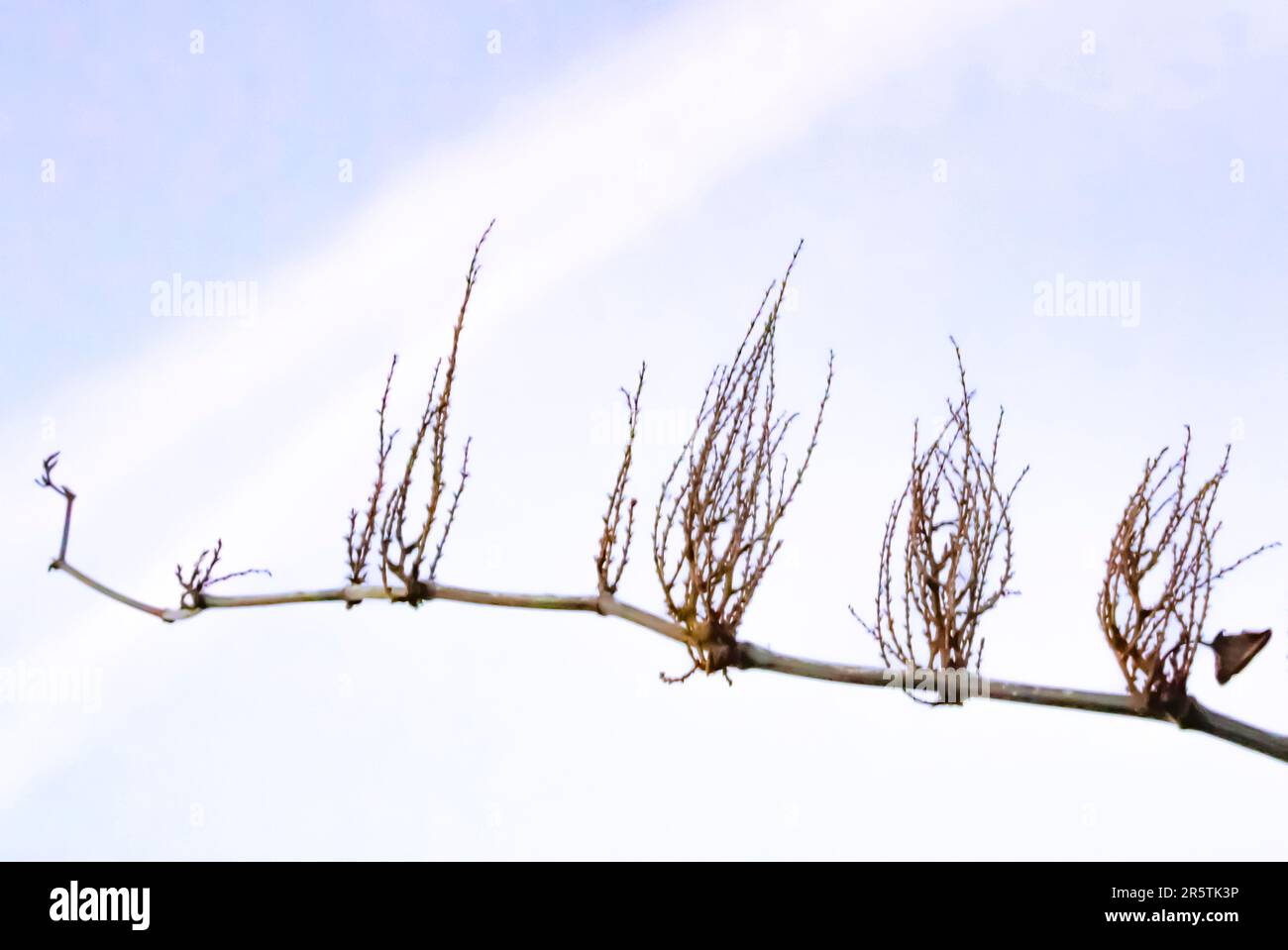 Fallen branches, Dry branches Stock Photo - Alamy