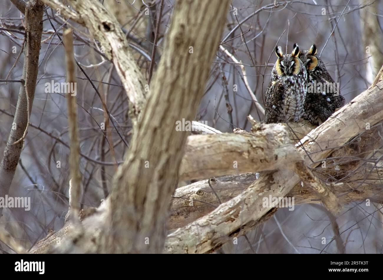 Long-Eared Owl. Asio Otus. Bronx County, New York. A pair of long-eared ...