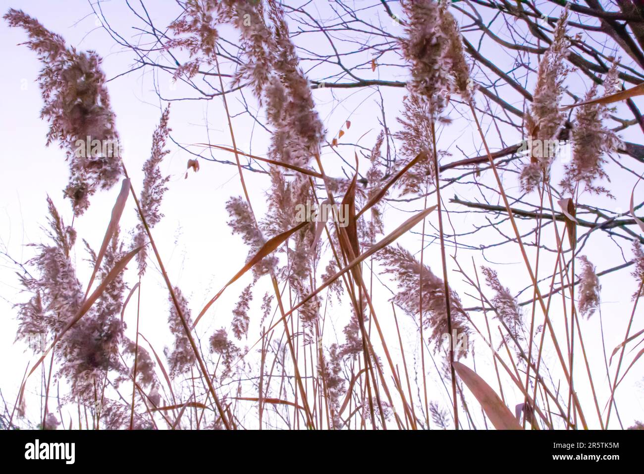 Reed ,Wind -blow reed ,Phragmites australis Stock Photo - Alamy