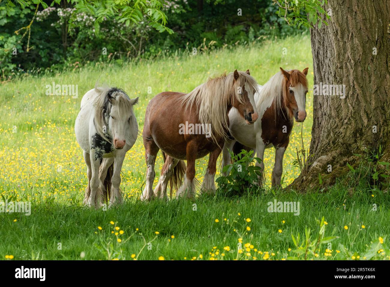 Three horses (ponies) standing in a meadow in Yorkshire, England. They ...