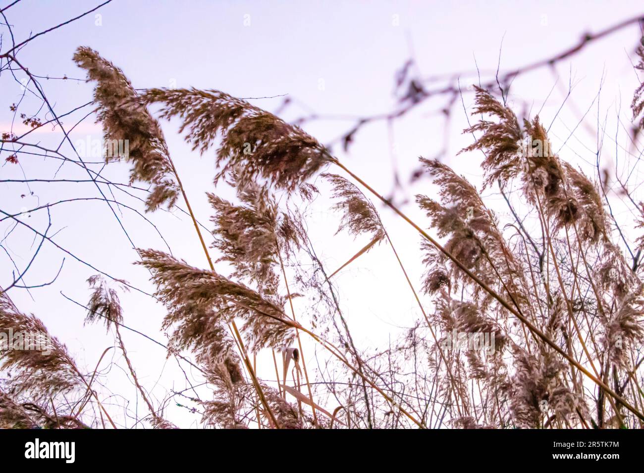 Wind blow reed hi-res stock photography and images - Alamy