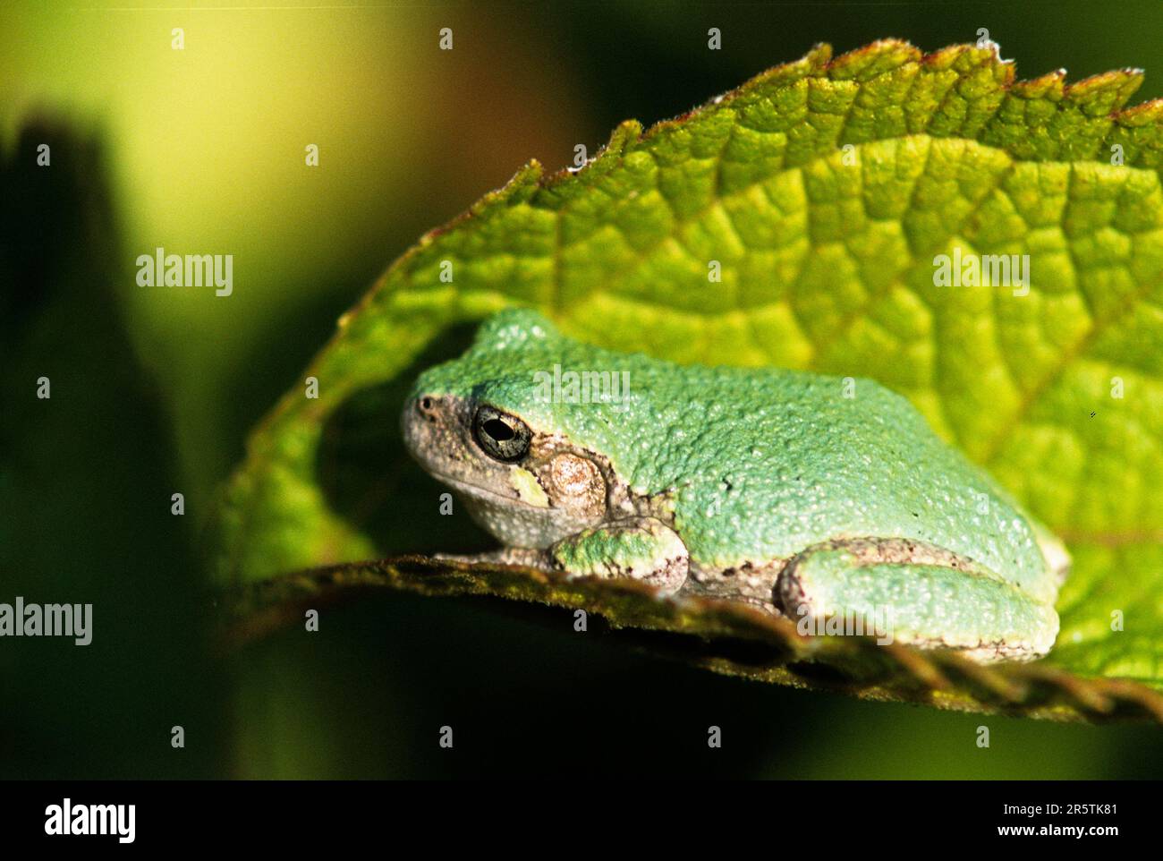 Tree frog resting in leaf Stock Photo - Alamy