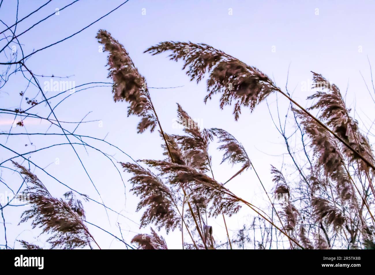 Reed ,Wind -blow reed ,Phragmites australis Stock Photo - Alamy