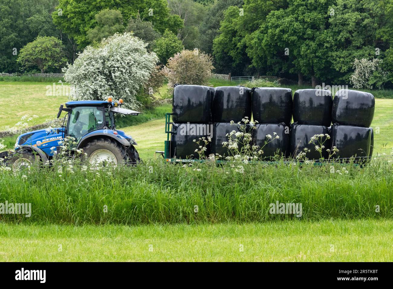 Silage bales wrapped in plastic loaded onto a trailer ready for ...