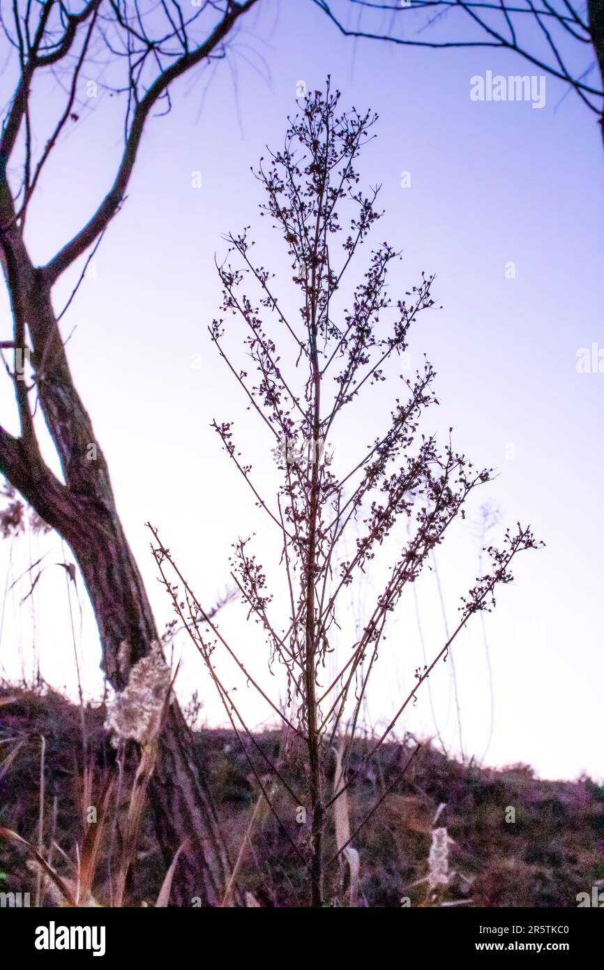 Fallen branches, Dry branches Stock Photo - Alamy