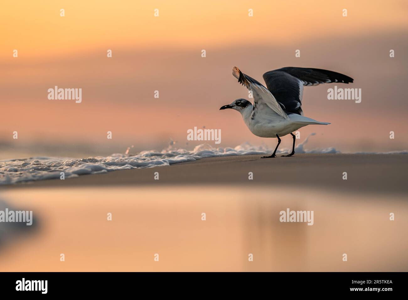 A person stands on a beach with their arms outstretched, looking up at ...