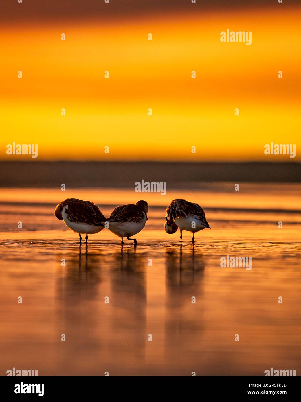 Ducks in shallow water hi-res stock photography and images - Alamy