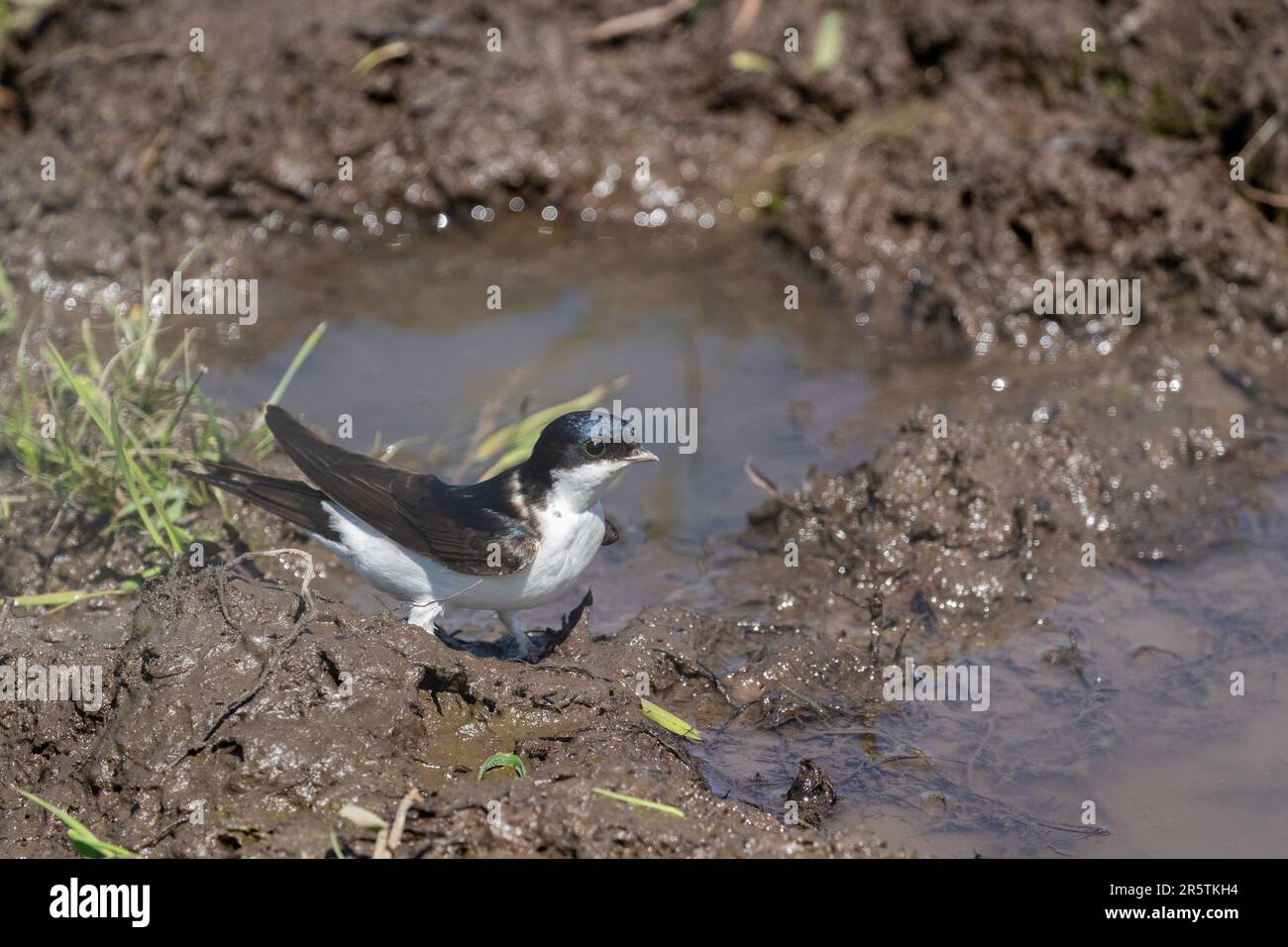 A single House Martin (Delichon Urbica) collecting mud in Yorkshire ...