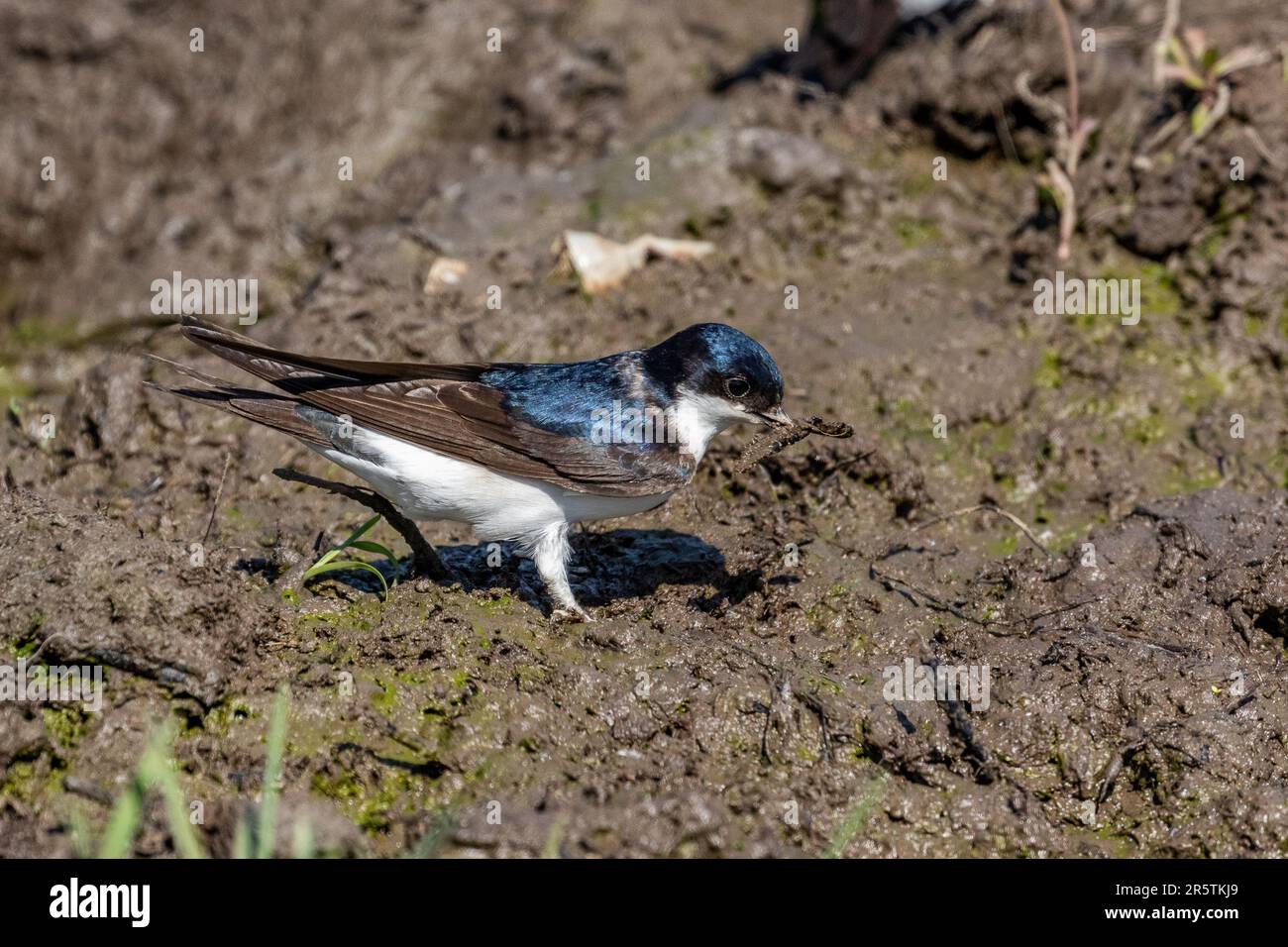 House martin with negative space hi-res stock photography and images ...