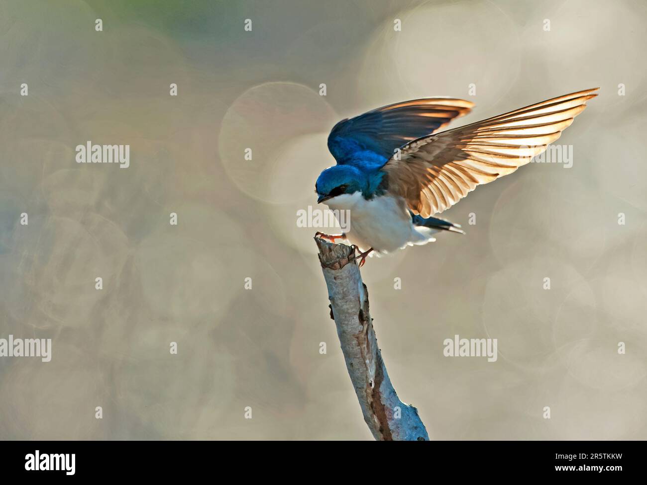 Male tree swallow in spring Stock Photo - Alamy
