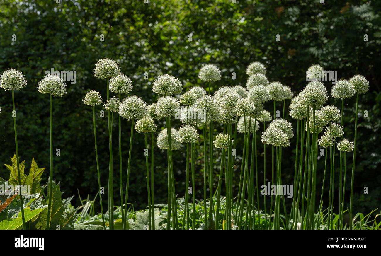 White Allium Cb2