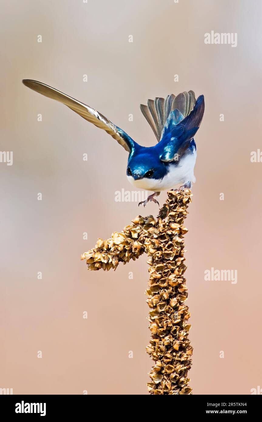 American tree swallow hi-res stock photography and images - Alamy