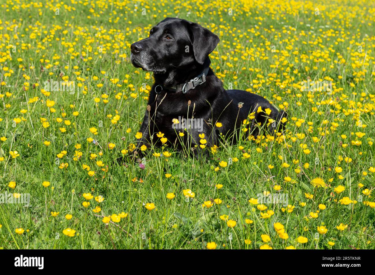 A black labrador retriever lying in a field of buttercups Stock Photo ...