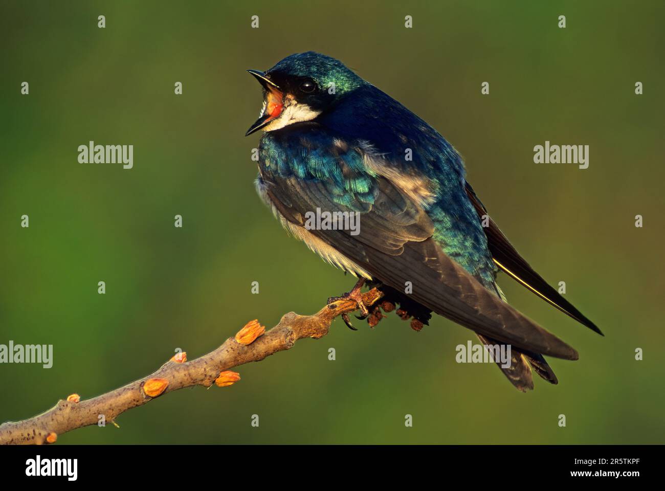 American swallow hi-res stock photography and images - Alamy
