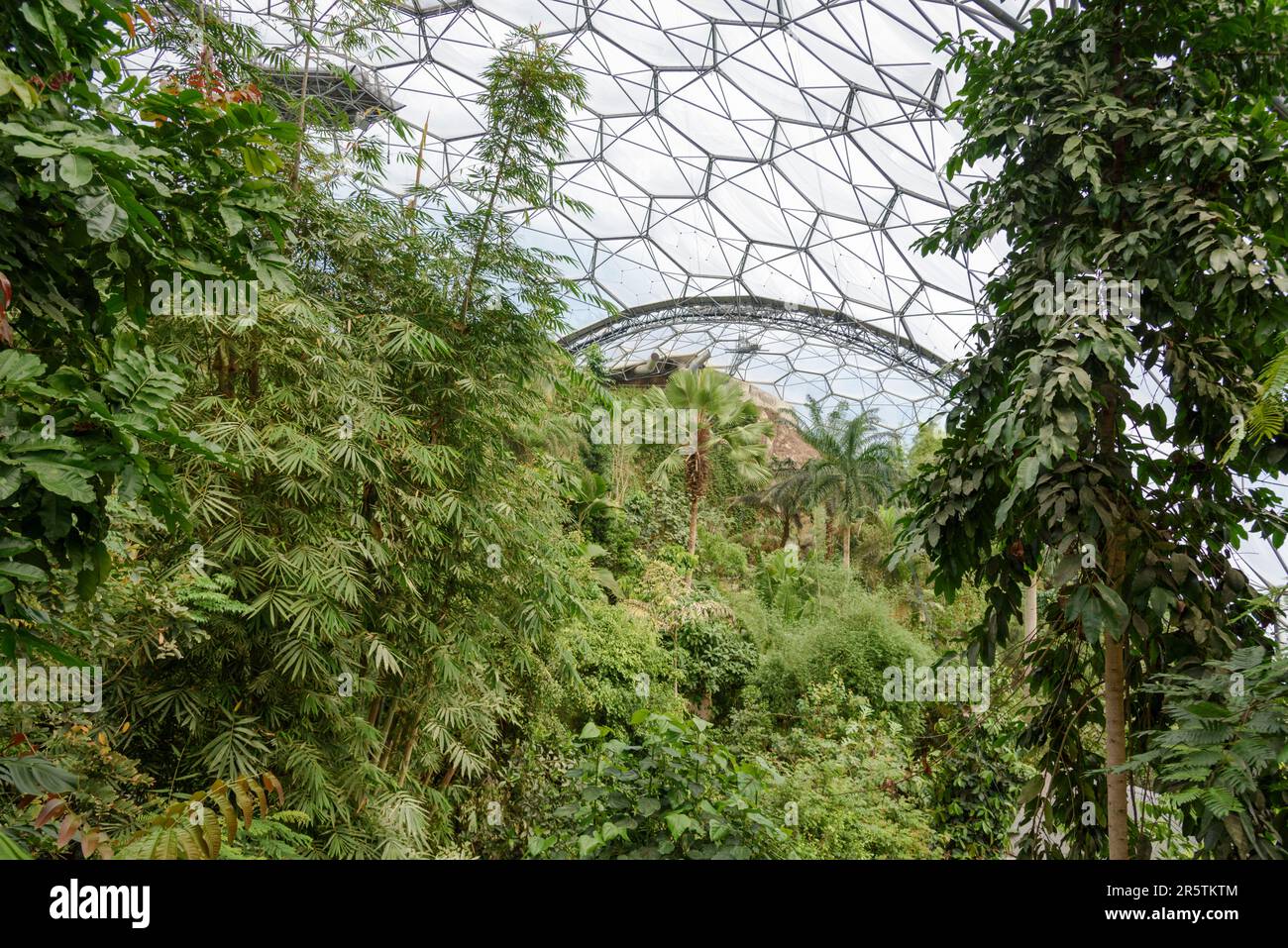 Inside the Rainforest biome at the Eden Project, near St Austell ...
