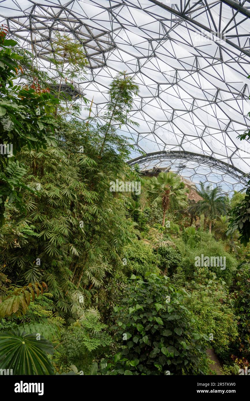 Inside the Rainforest biome at the Eden Project, near St Austell ...