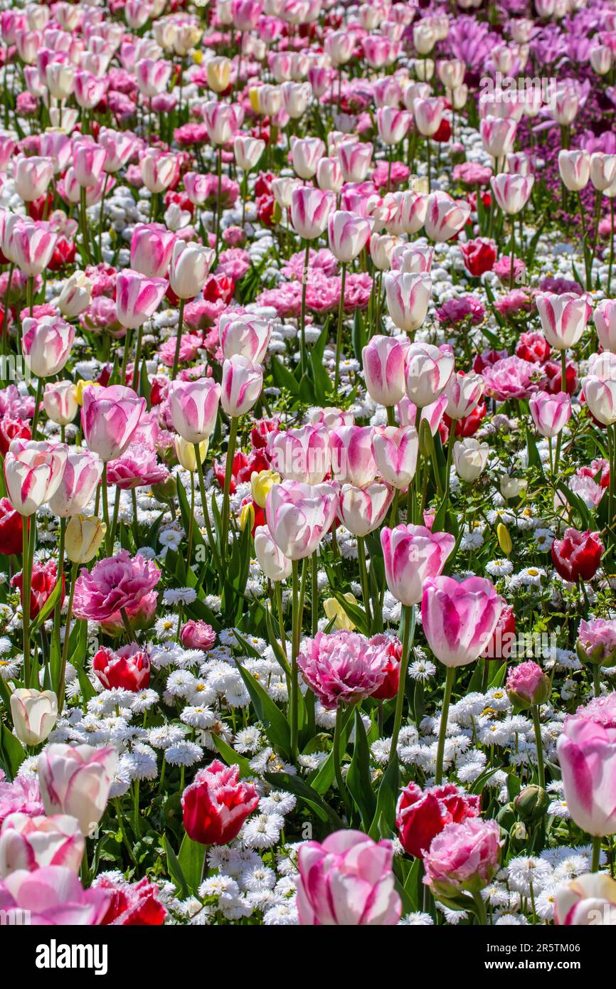 A stunning display of Tulips Stock Photo - Alamy