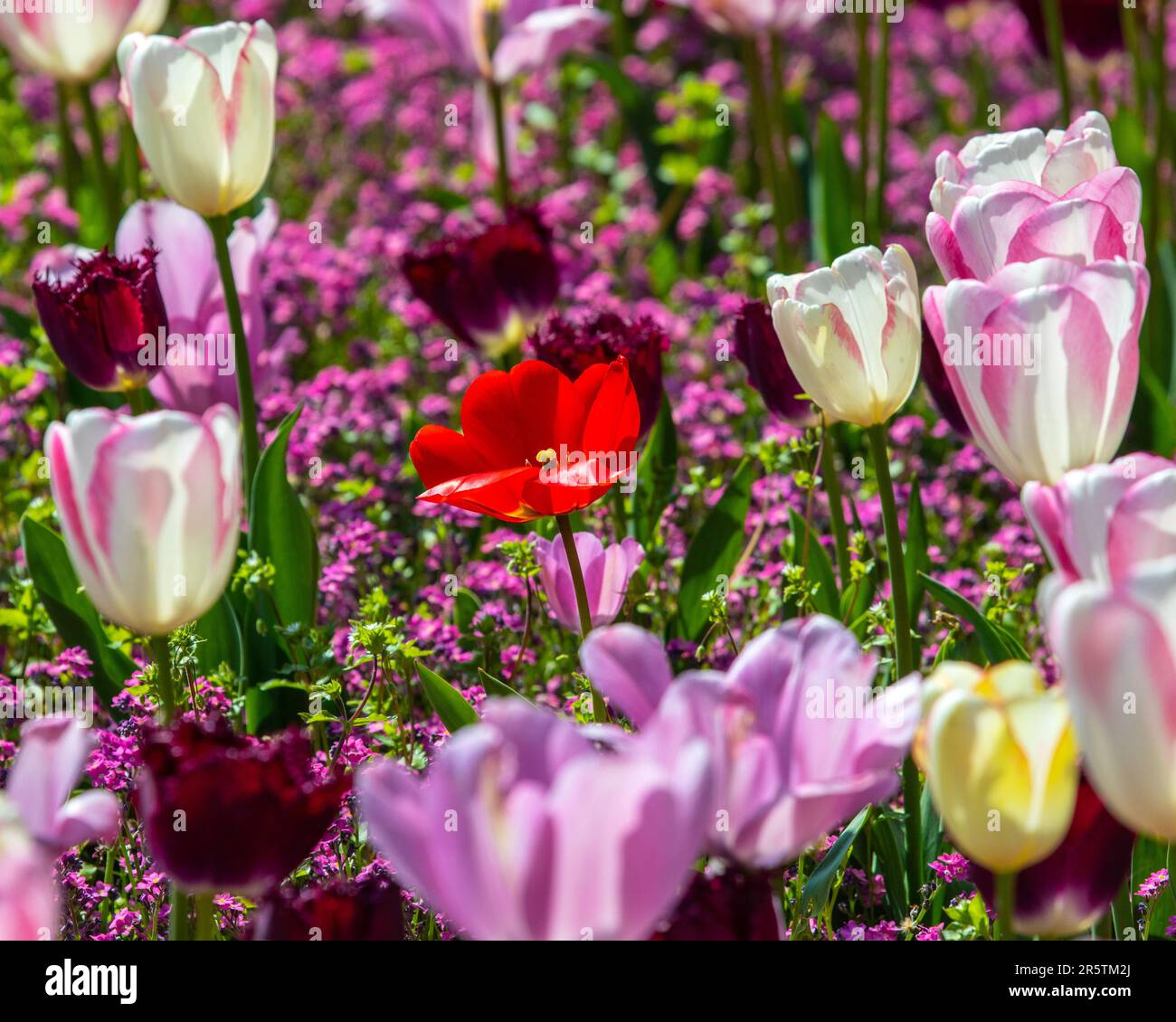 Stunning display tulips hi-res stock photography and images - Alamy