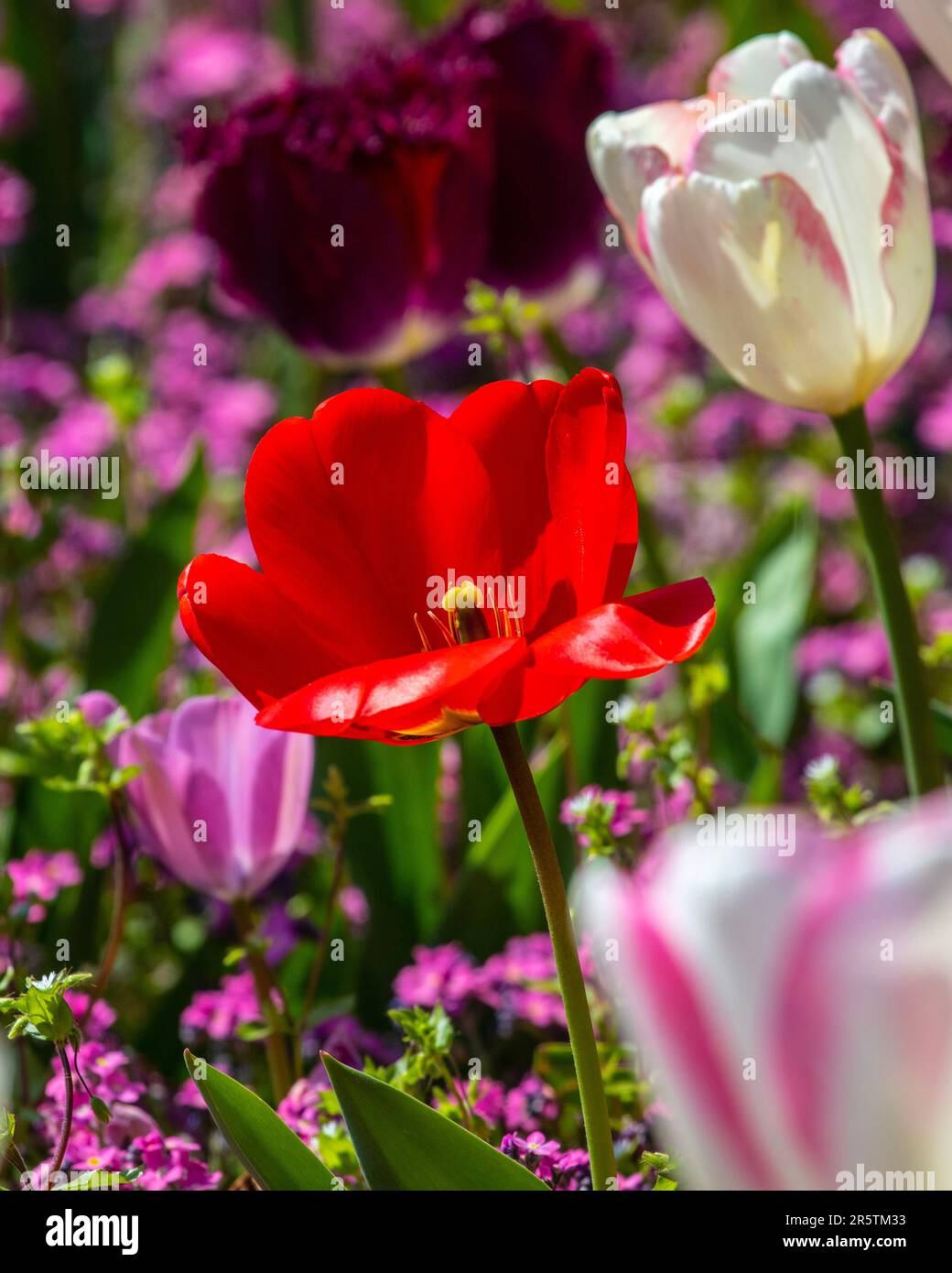 Picturesque tulip scenery hi-res stock photography and images - Alamy
