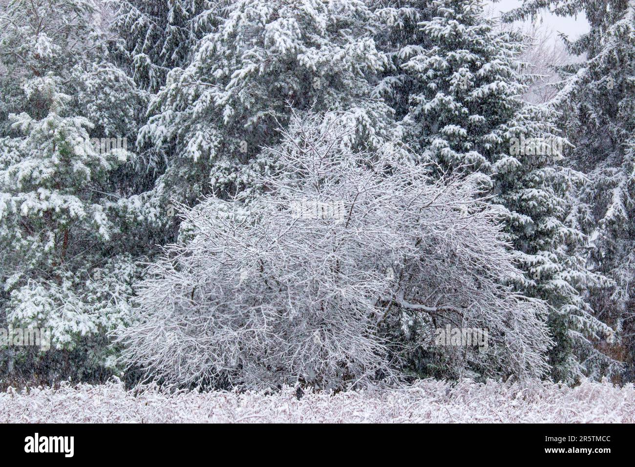 A snow covered winter scene in Pennsylvania's Pocono Mountains Stock ...