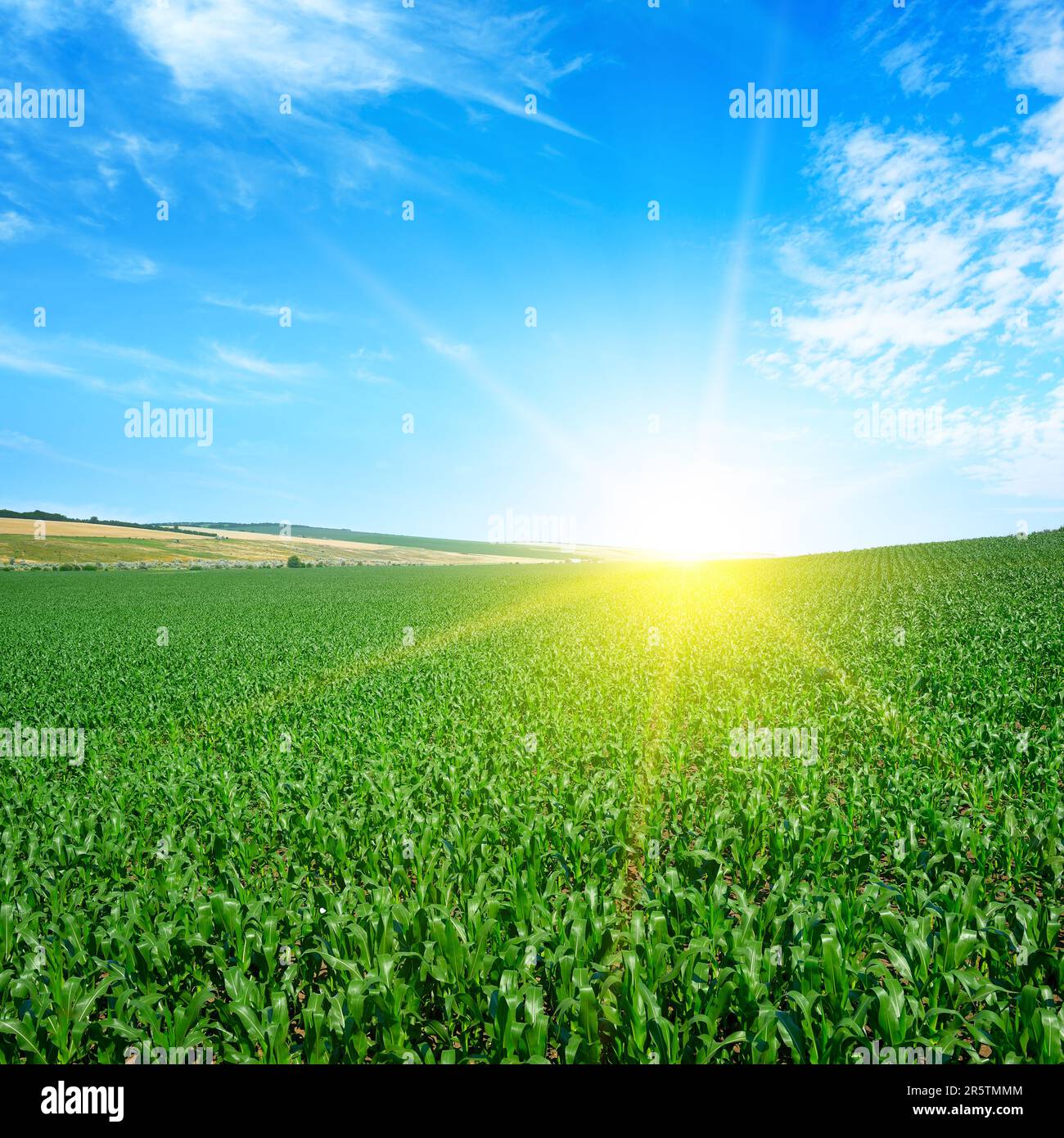 Corn field sunset hi-res stock photography and images - Alamy