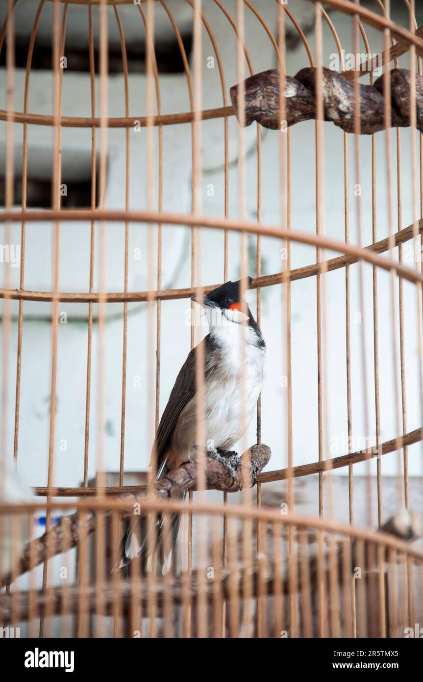 Red whiskered in the cage hi-res stock photography and images - Alamy