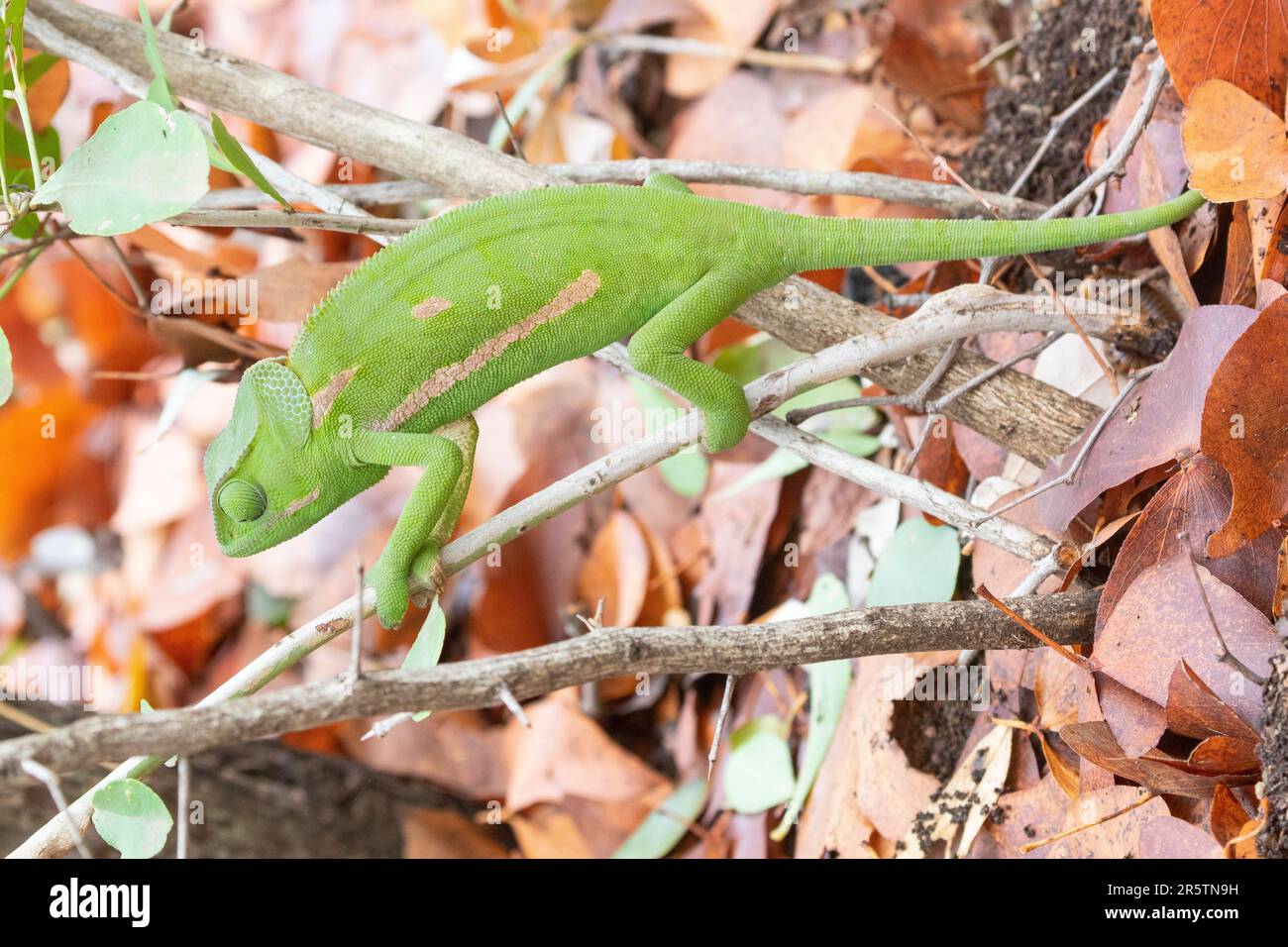 Green Flap-necked Chameleon (Chamaeleo dilepis), Kruger National Park ...