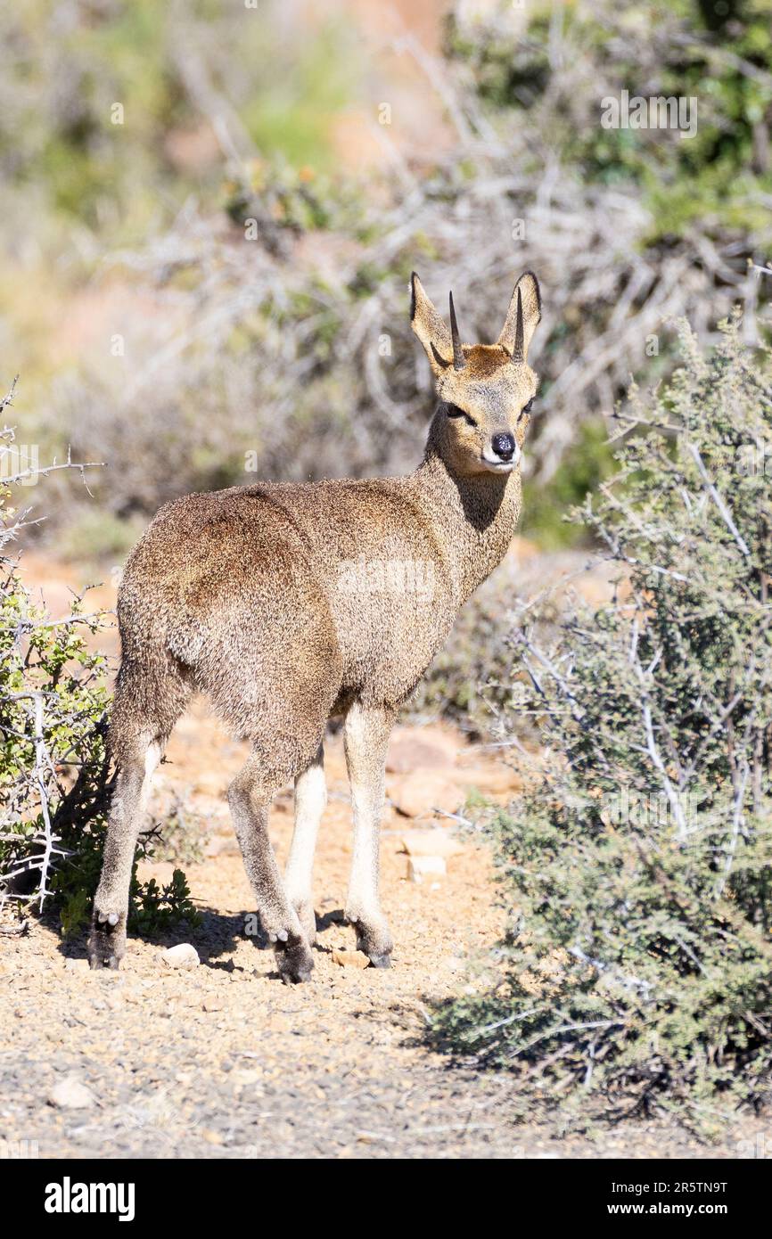 Male Klipspringer (Oreotragus oreotragus) in Karoo mountain habitat ...