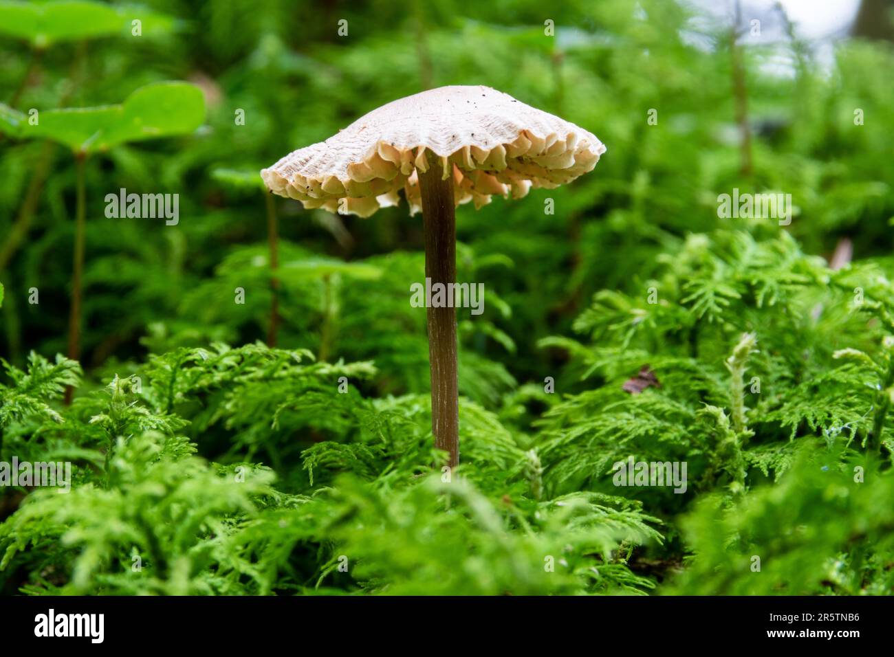 a Marasmus mushroom poking up out from the moss with a leafy background ...