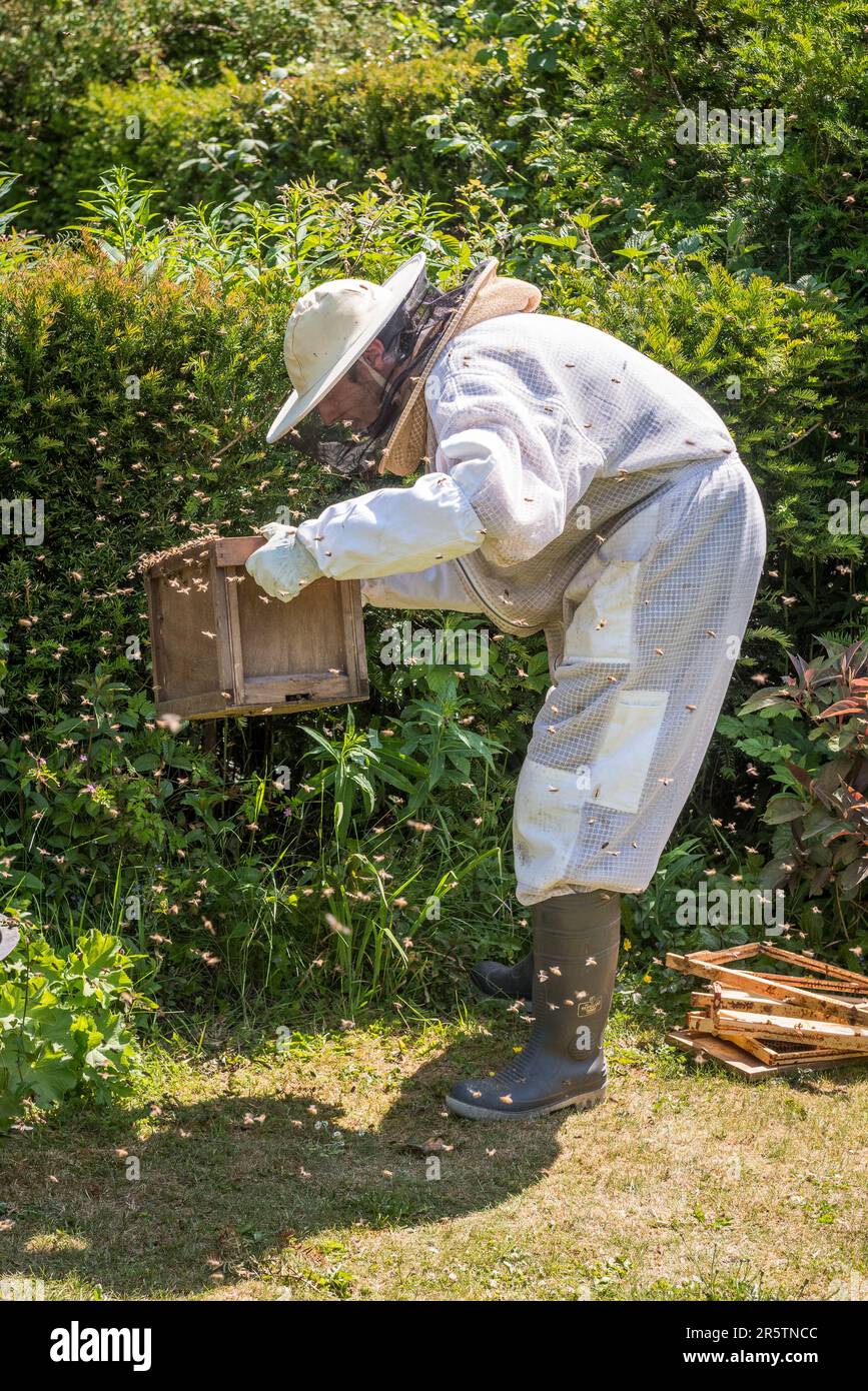 A beekeeper wears a protective suit while collecting a swarm of ...