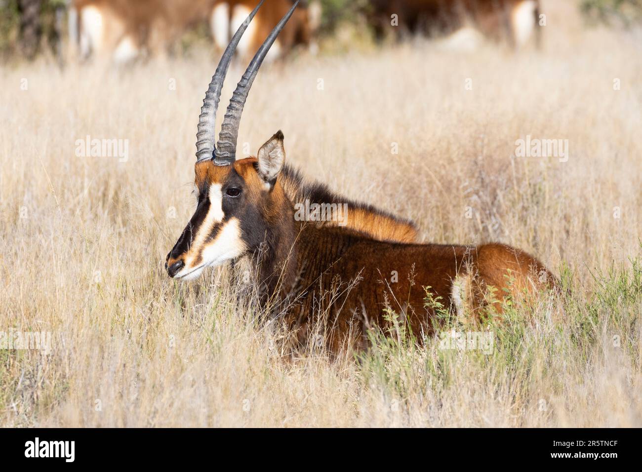 Sable Antelope (Hippotragus niger) in wooded savanna, Mokala National ...