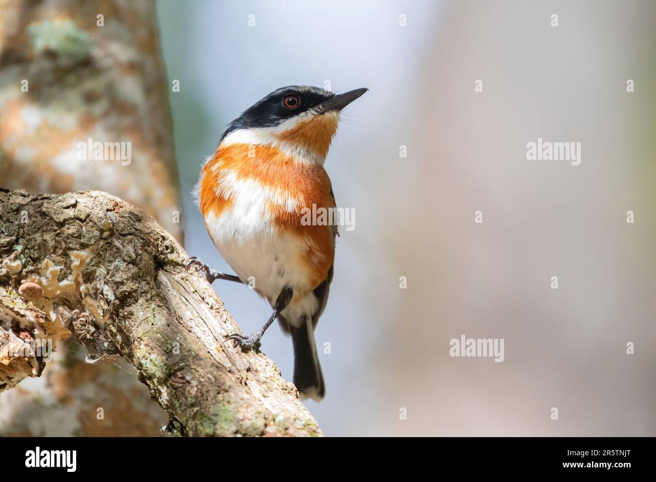Female cape batis batis capensis hi-res stock photography and images ...
