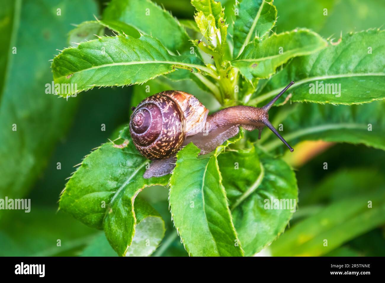 Copse snail gliding on the plant in the garden. Macro, close-up. Copse ...