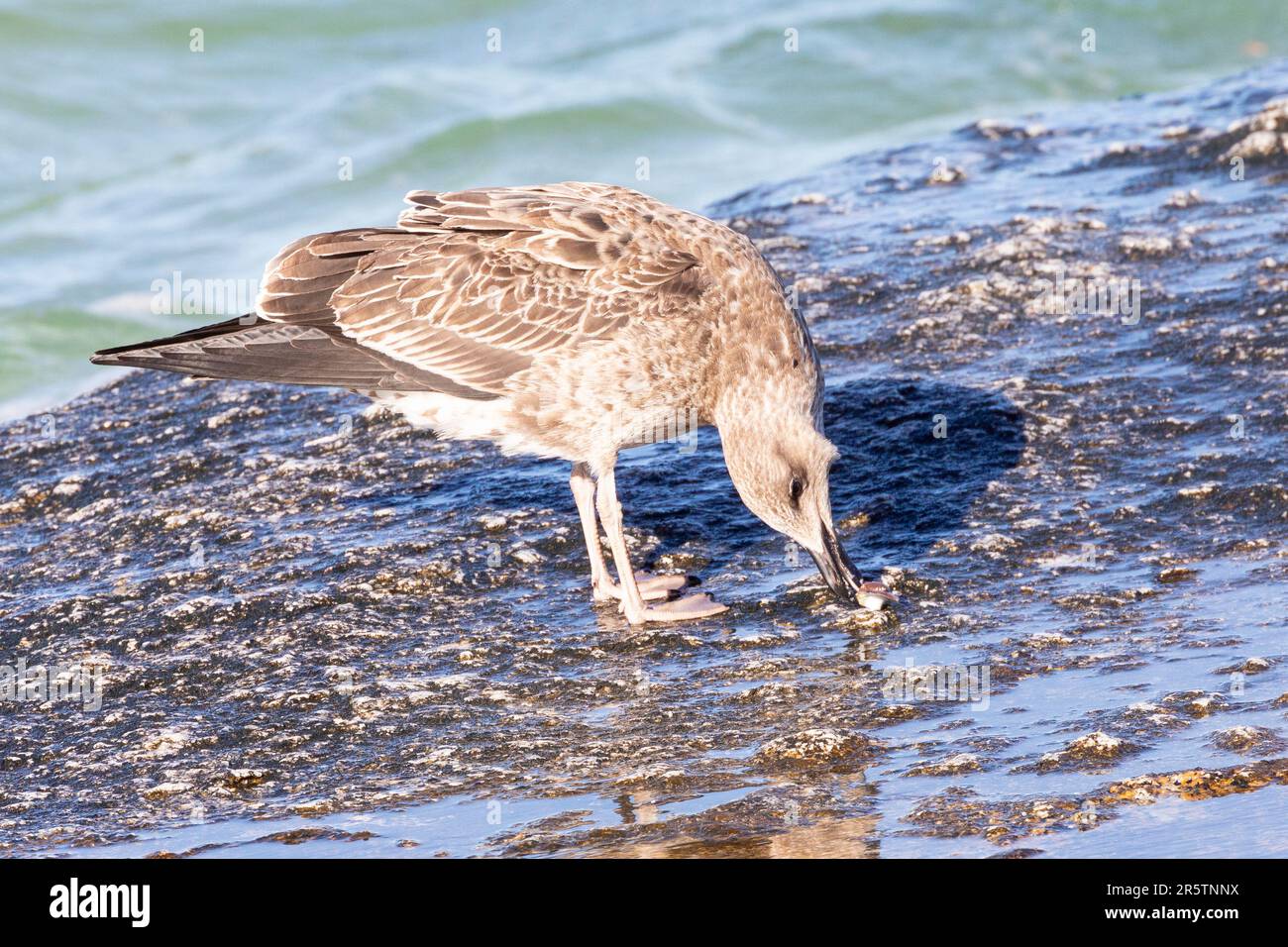 Seagull feeding on shellfish hi-res stock photography and images - Alamy