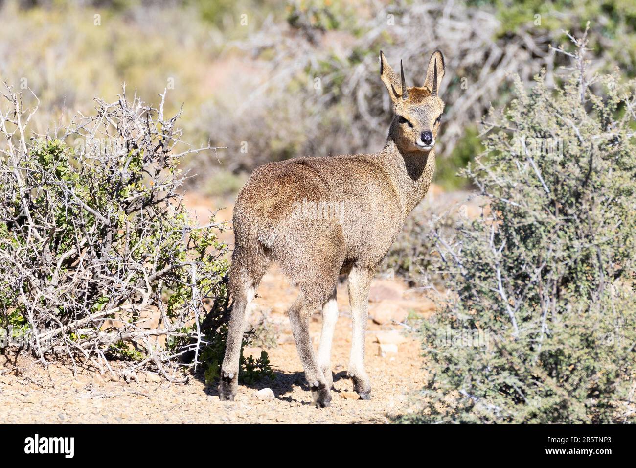 Mountain karoo habitat hi-res stock photography and images - Alamy