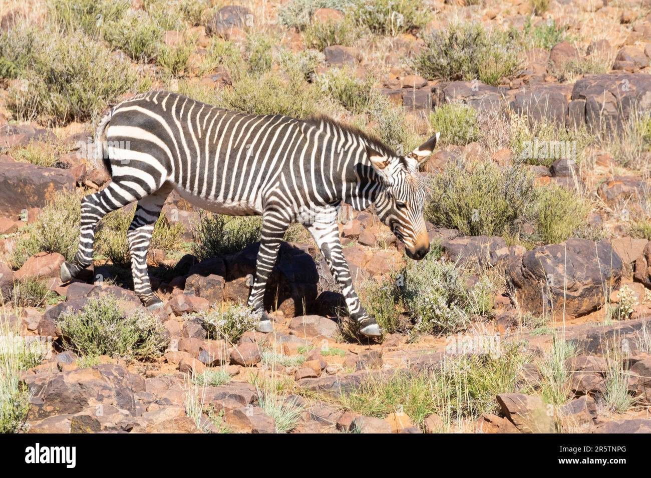 Endangered Mountain Zebra (Equus zebra zebra) walking on a rocky ...