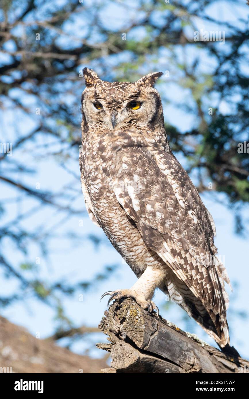 Spotted Eagle-owl (Bubo africanus) roosting during the day, South Africa Stock Photo - Alamy