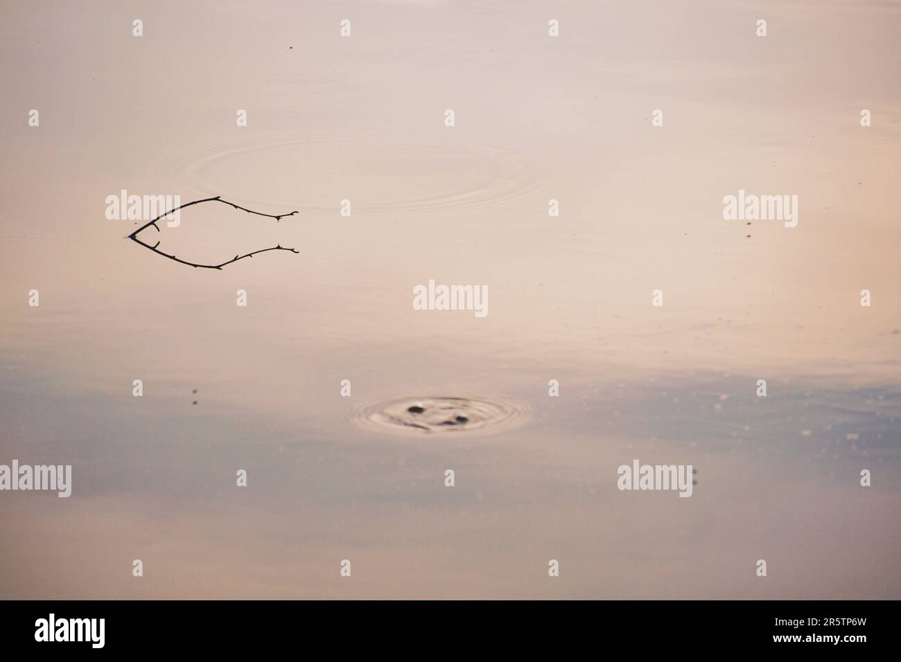 A small branch floating in a lake Stock Photo - Alamy