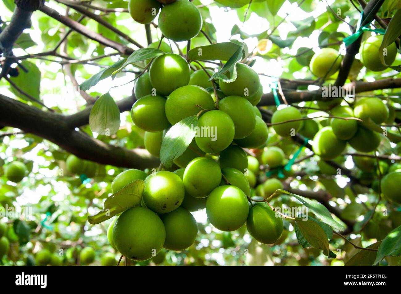 bunch of green vietnamese apples in the garden, Vietnam's agriculture ...